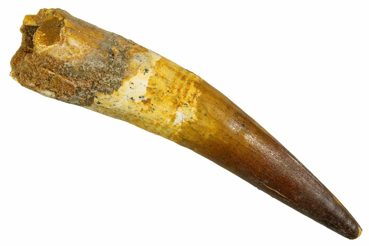 4.32" Real Fossil Spinosaurus Tooth - Large Dinosaur Tooth (#328058 ...