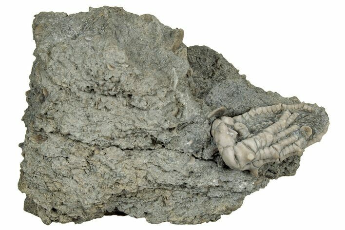 1" Fossil Crinoid Crown (Tholocrinus) - Leitchfield, Kentucky (#327287 ...