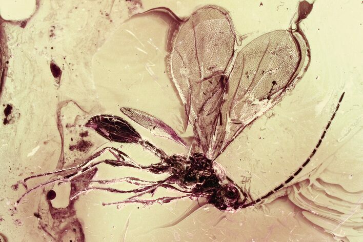 Detailed Fossil Wasp (Ismaridae) In Baltic Amber - Rare! (#328124) For ...