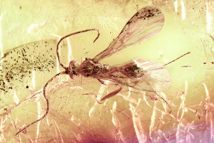 Detailed Fossil Wasp (Ismaridae) In Baltic Amber - Rare! (#328142) For ...