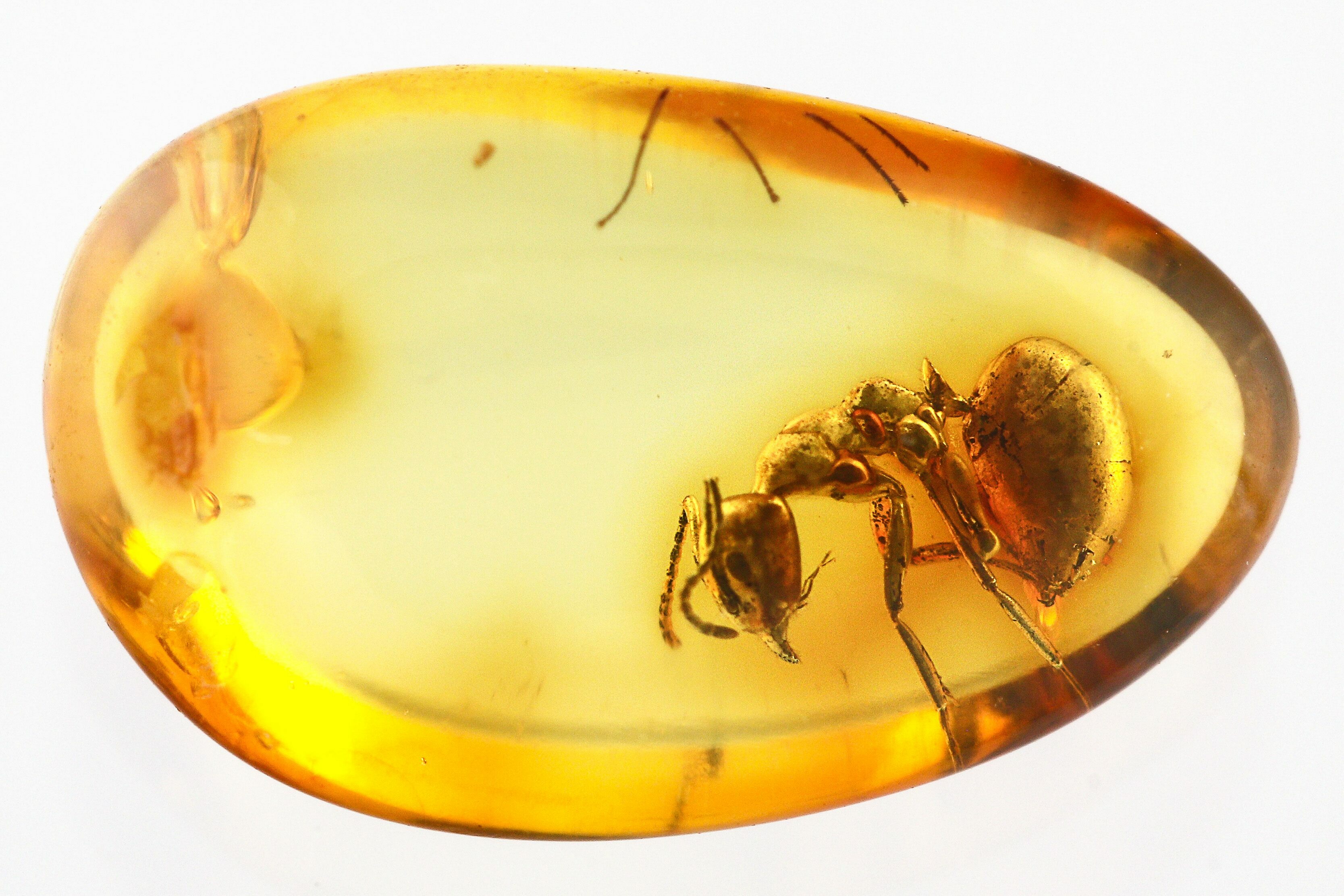 Detailed Fossil Ant (Yantaromyrmex) In Baltic Amber (#328131) For Sale ...