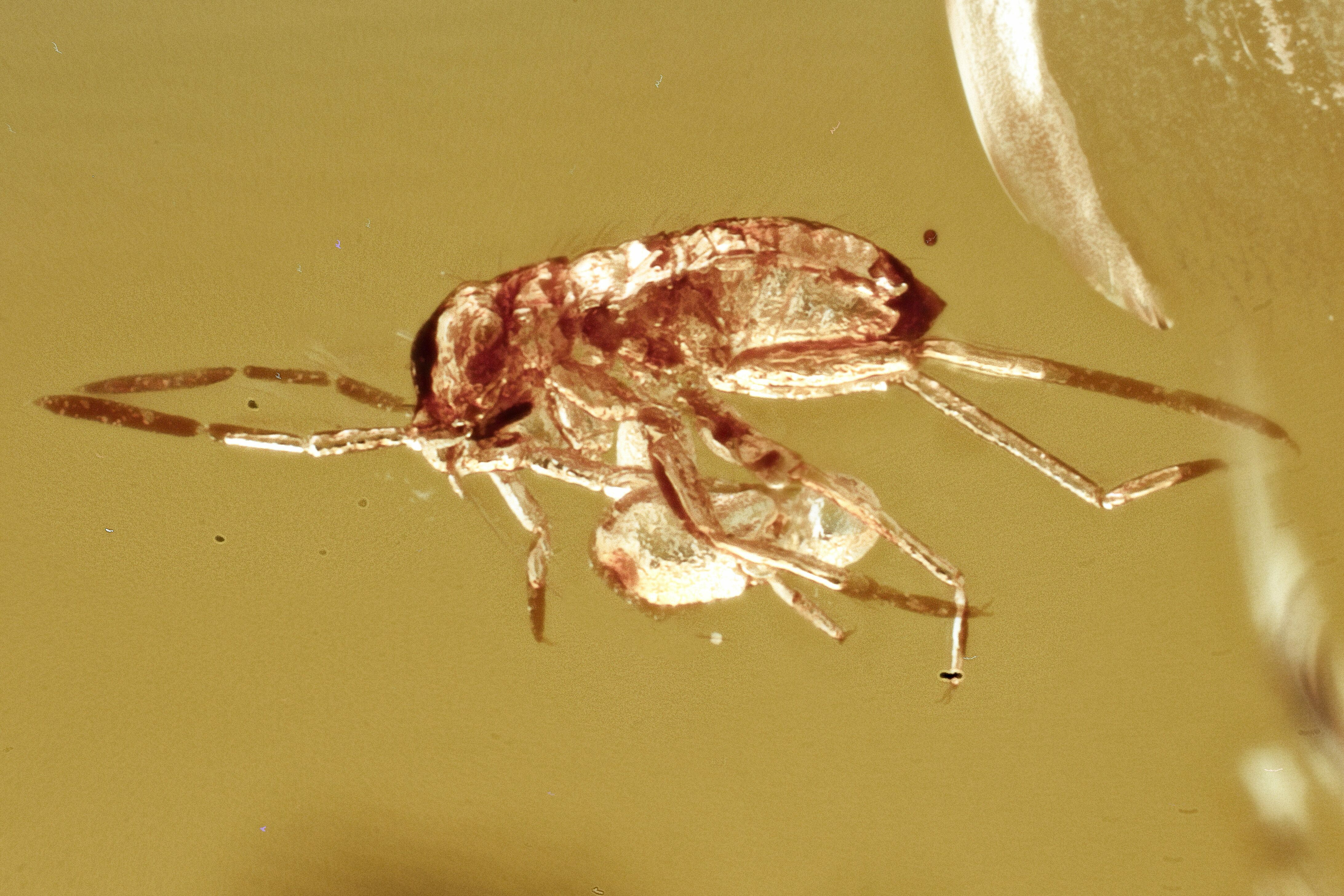 Tiny Fossil True Bug Nymph and Aphid Exuvia In Baltic Amber (#328179 ...