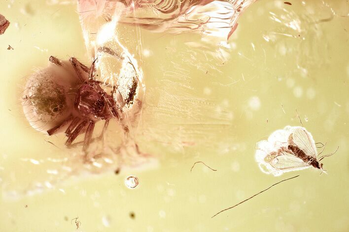 Fossil Spider (Araneae) & True Midge (Chironomidae) In Baltic Amber ...