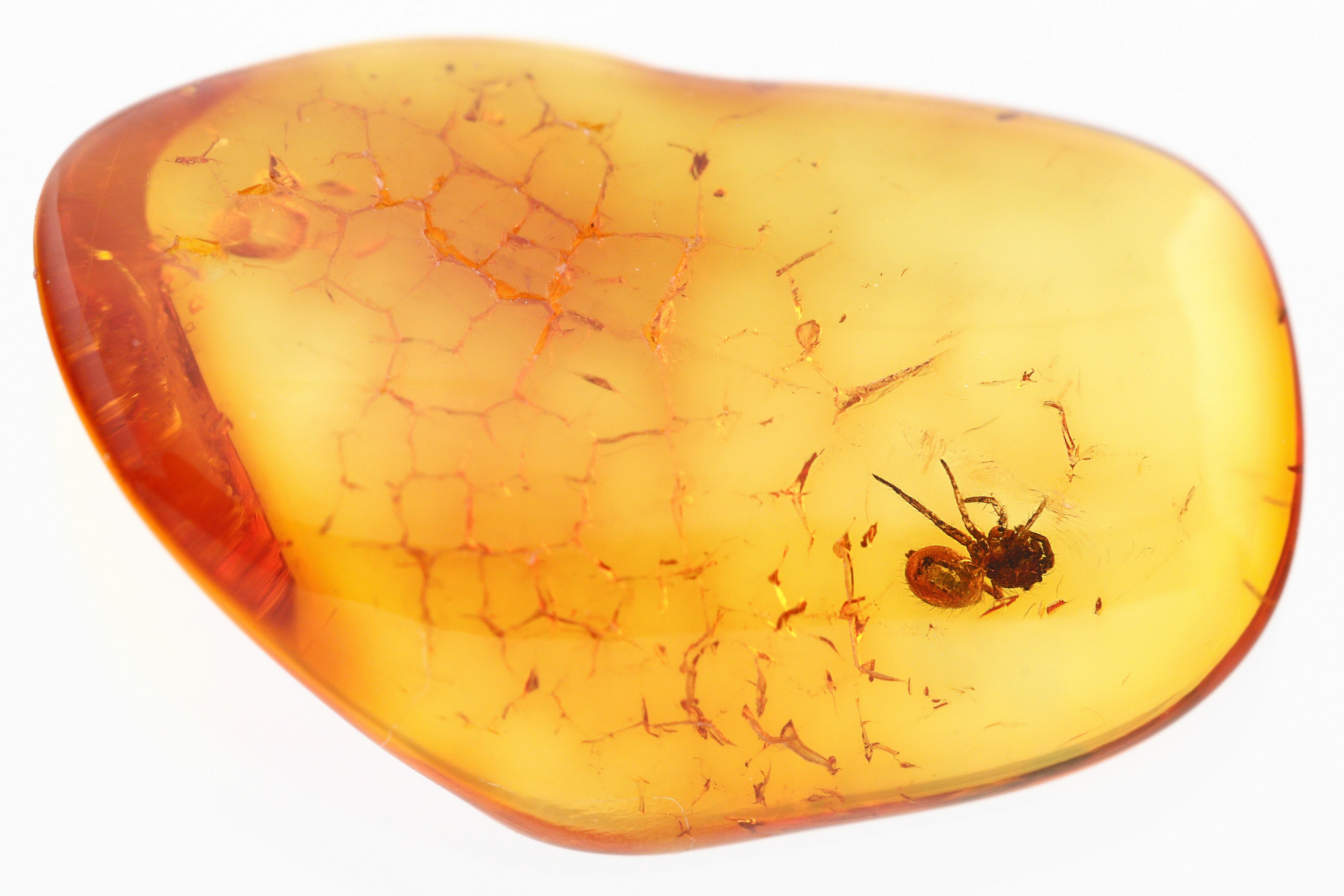 Small Fossil Jumping Spider (Salticidae) In Baltic Amber (#328172) For ...