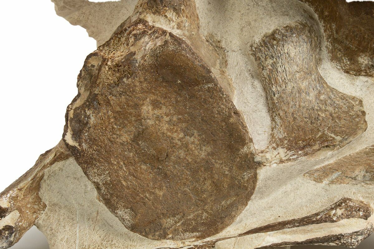 11.1" Fossil Plesiosaur (Thililua?) Vertebrae in Rock - Asfla, Morocco ...