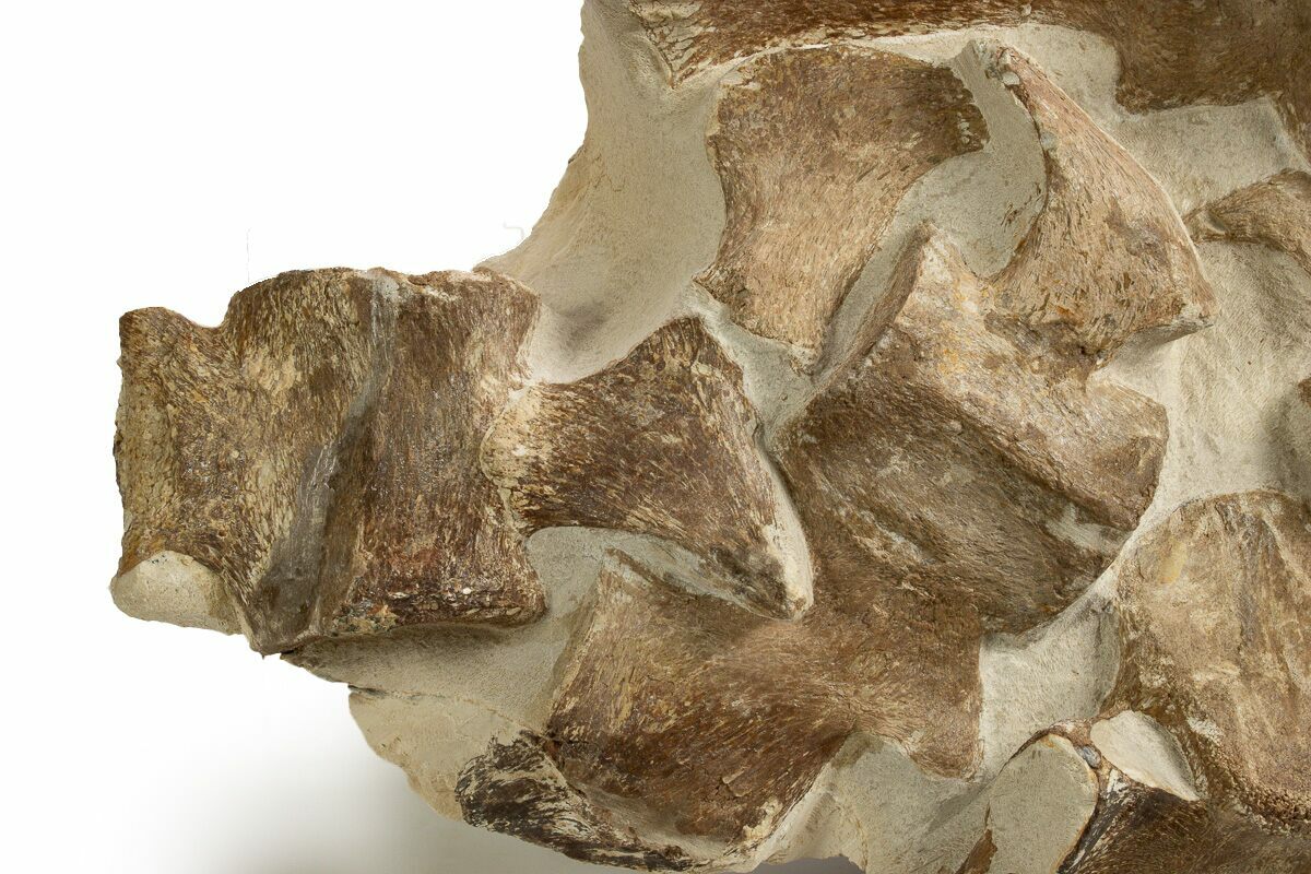 13.5" Fossil Plesiosaur (Thililua?) Vertebrae in Rock - Asfla, Morocco ...