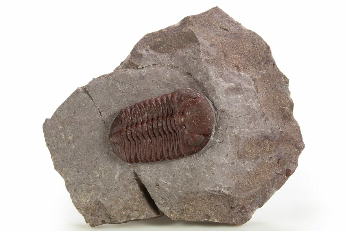 1.9" Red Austerops Trilobite - Hmar Laghdad, Morocco (#328624) For Sale ...
