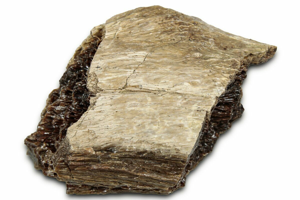 2" Fossil Tyrannosaur (T. rex) Bone Section - Wyoming (#328668) For ...