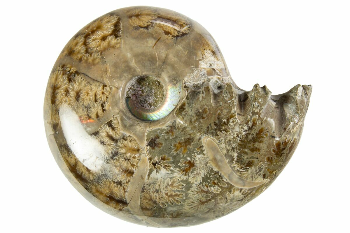2.2" Polished Ammonite (Eotetragonites?) Fossil - Madagascar (#327768 ...
