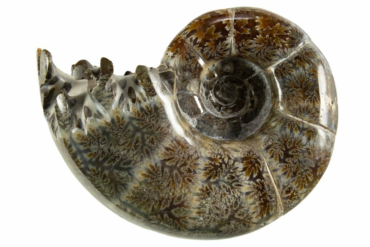 2.8" Polished, Chambered Ammonite (Argonauticeras) Fossil - Madagascar ...