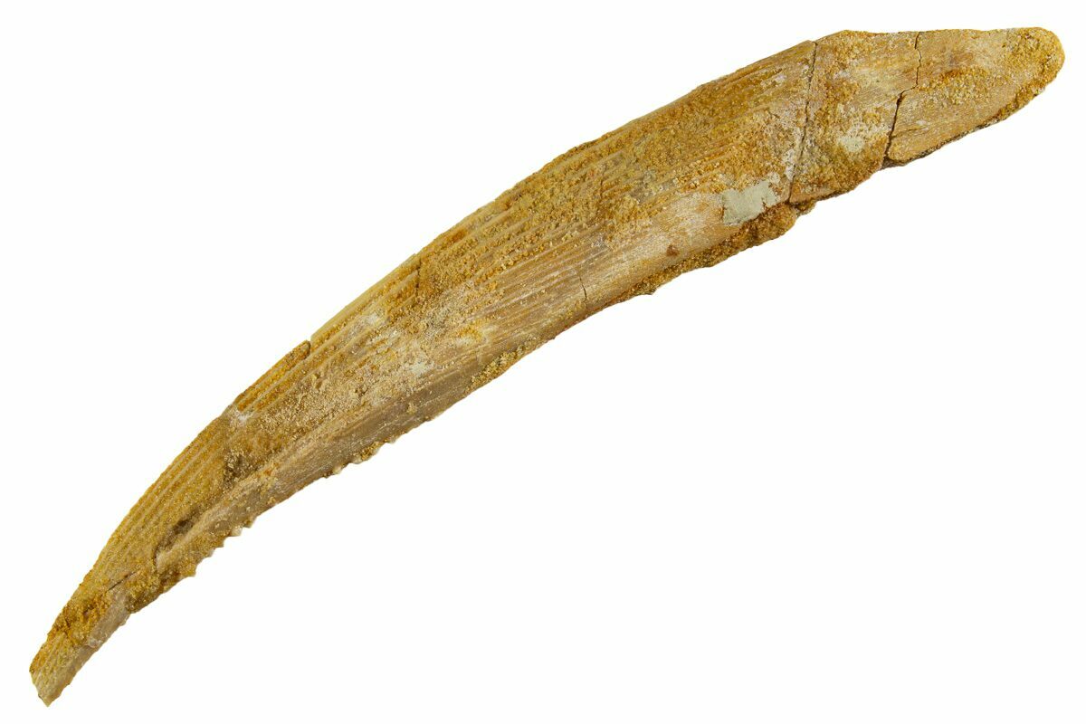 5.3" Fossil Shark (Hybodus) Dorsal Spine - Kem Kem Beds, Morocco ...
