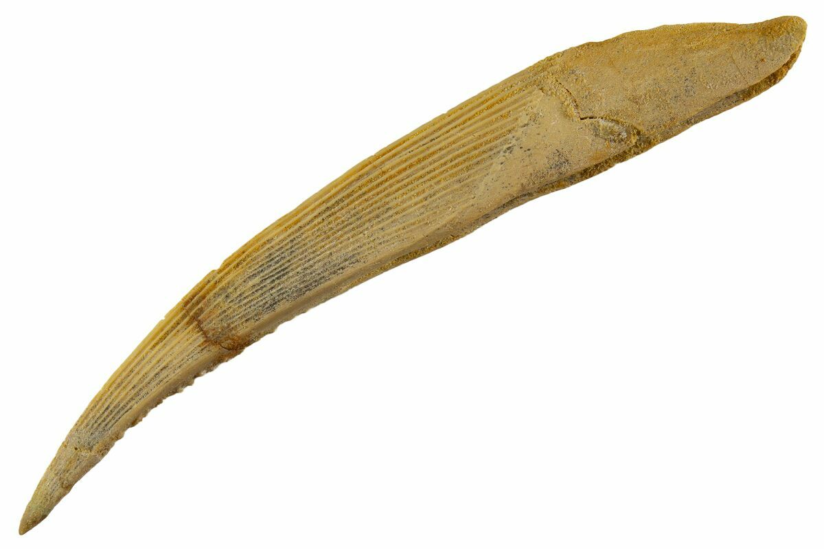 7" Fossil Shark (Hybodus) Dorsal Spine - Kem Kem Beds, Morocco (#329270 ...
