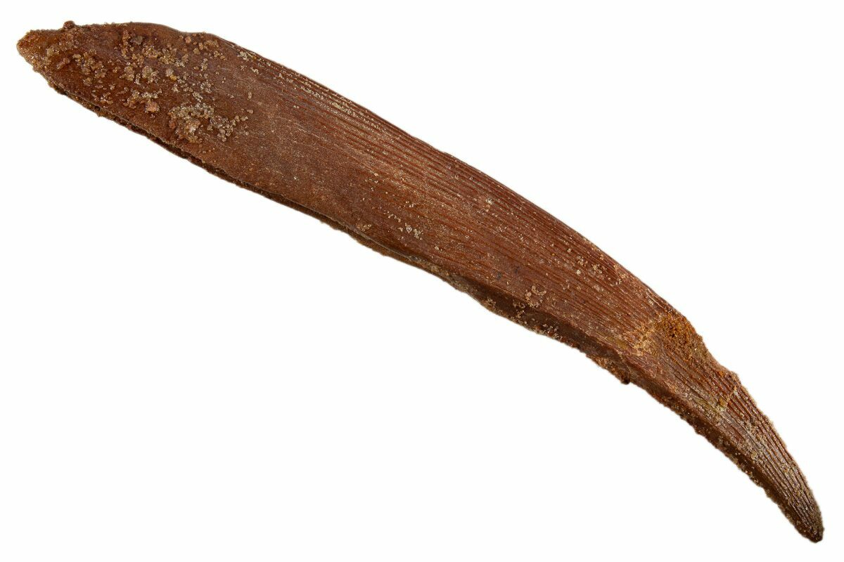 8.65" Fossil Shark (Hybodus) Dorsal Spine - Kem Kem Beds, Morocco ...