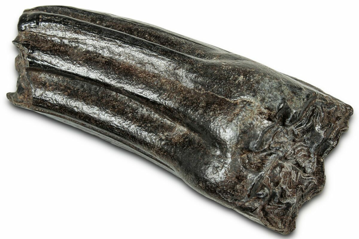 2.9" Pleistocene Aged Fossil Horse Tooth - South Carolina (#320478) For ...