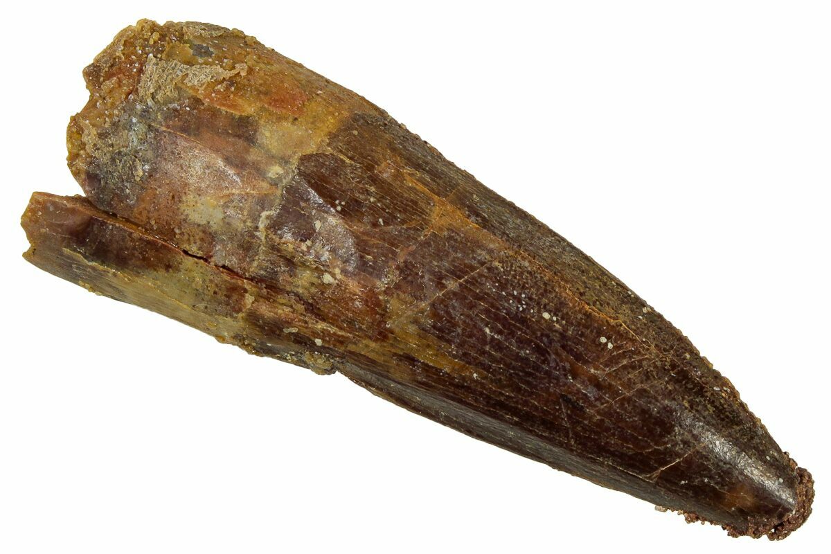 1.81" Fossil Spinosaurus Tooth - Real Dinosaur Tooth (#329684) For Sale ...