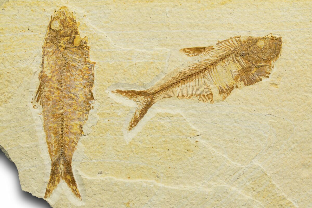 6.9" Plate of Two Fossil Fish (Diplomystus & Knightia) - Wyoming ...