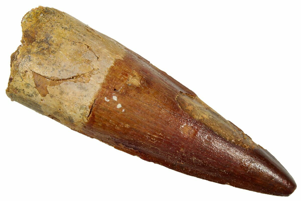 2.30" Fossil Spinosaurus Tooth - Real Dinosaur Tooth (#329563) For Sale ...