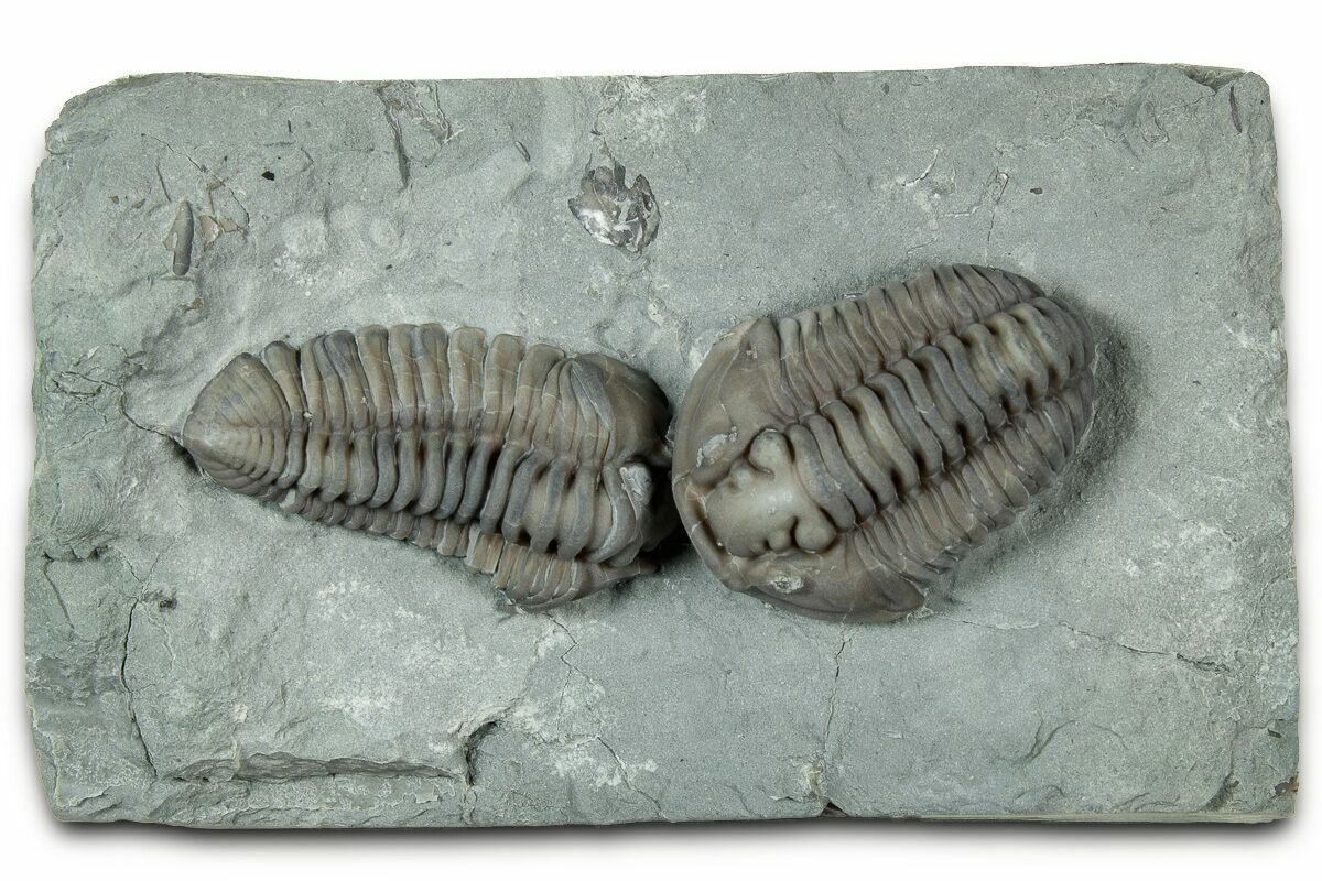 Two Prone Flexicalymene Trilobite Fossils - Mt. Orab, Ohio (#329813 ...