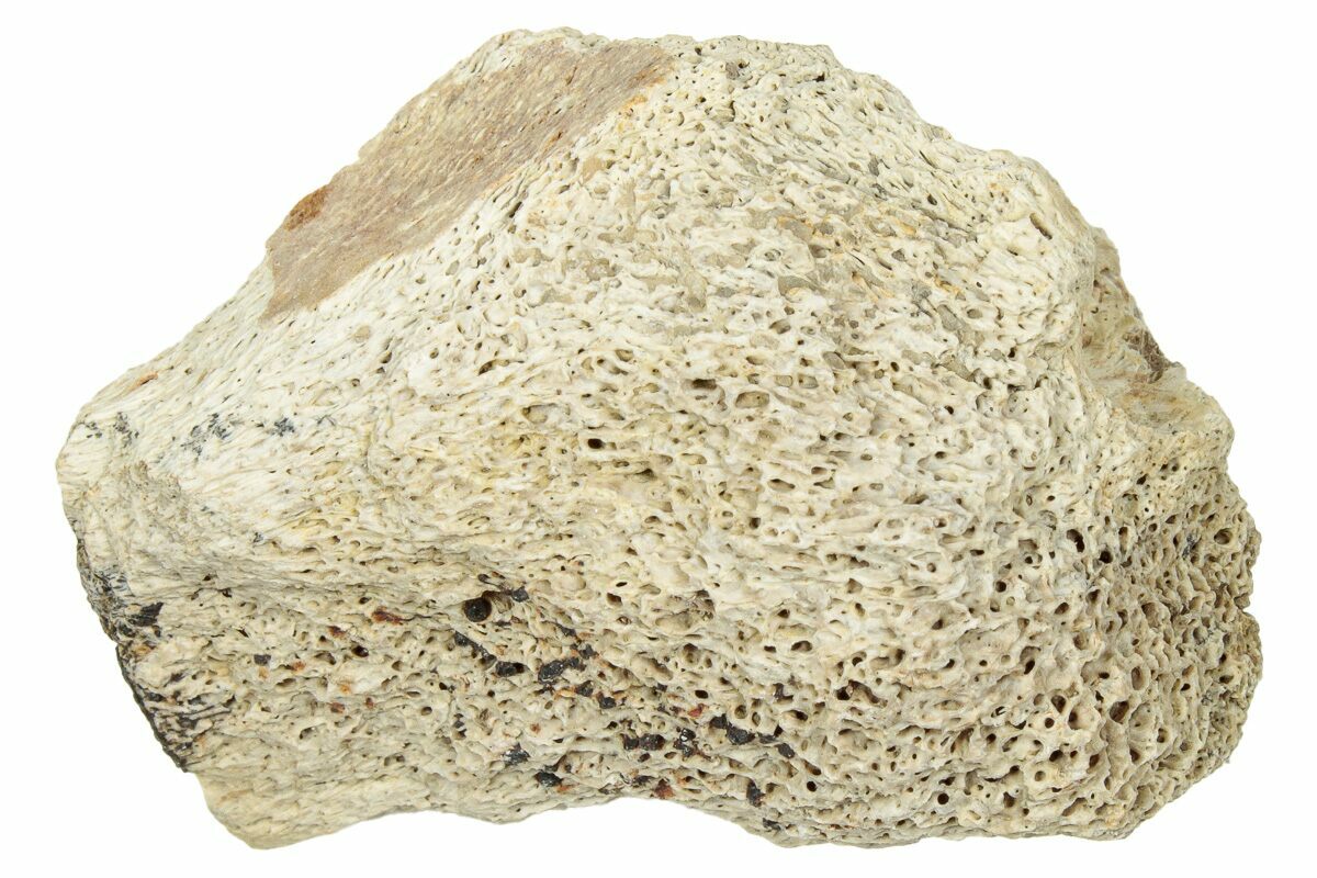 1.55" Dinosaur (Triceratops) Frill Shield Section - Montana (#330157 ...