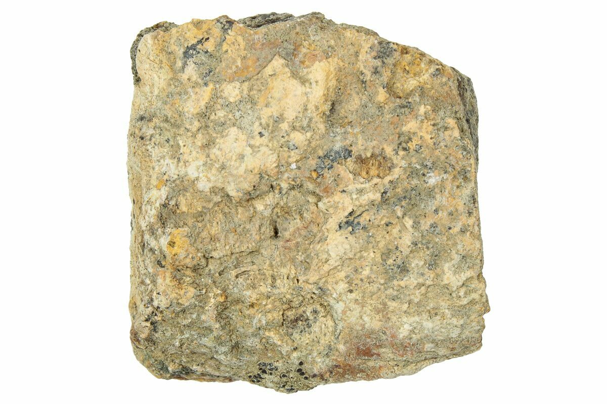1.2" Dinosaur (Triceratops) Frill Shield Section - Montana (#330167 ...