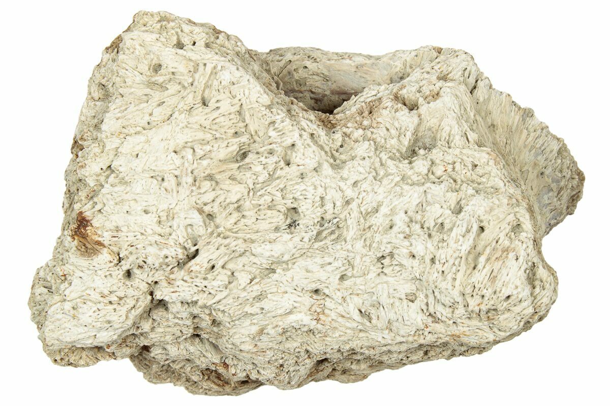 2.45" Dinosaur (Triceratops) Frill Shield Section - Montana (#330179 ...