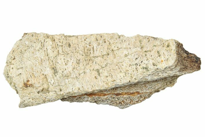 2.95" Dinosaur (Triceratops) Frill Shield Section - Montana (#330189 ...