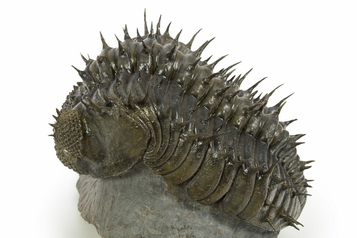 4.2" Spiny Drotops Armatus Trilobite - Mrakib, Morocco (#330209) For ...