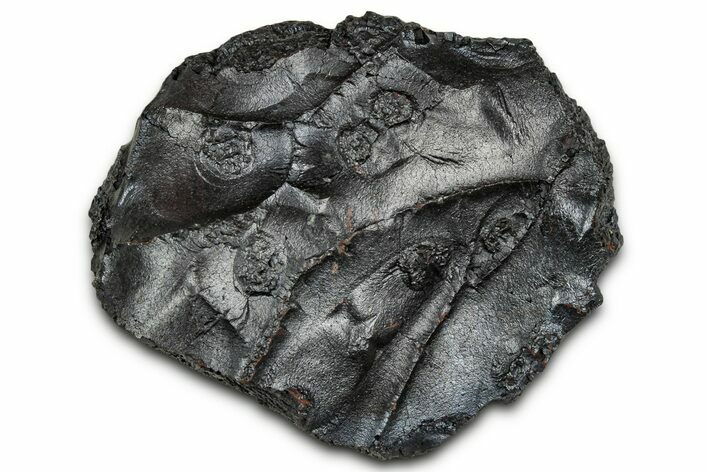 2.1" Dragon Scale Stone (Iron, Manganese, Siderite Nodule) (#330268 ...