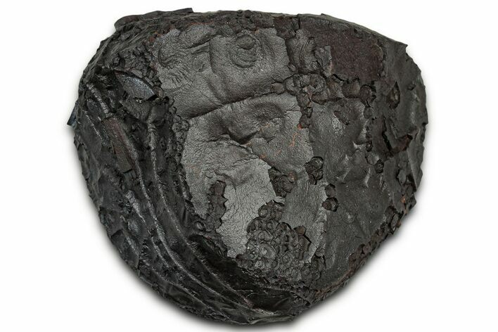 2.75" Dragon Scale Stone (Iron, Manganese, Siderite Nodule) (#330274 ...