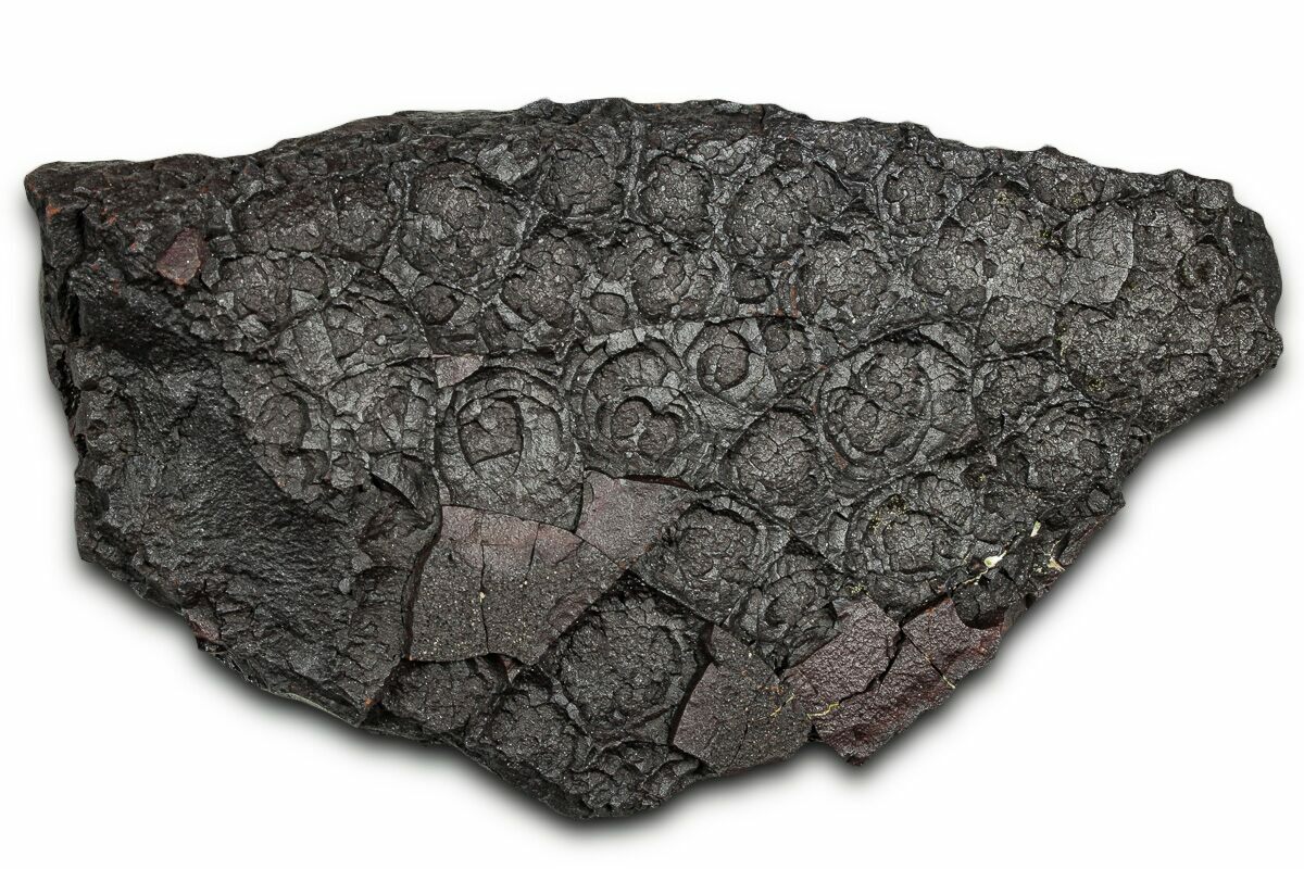 4.8" Dragon Scale Stone (Iron, Manganese, Siderite Nodule) (#330293 ...