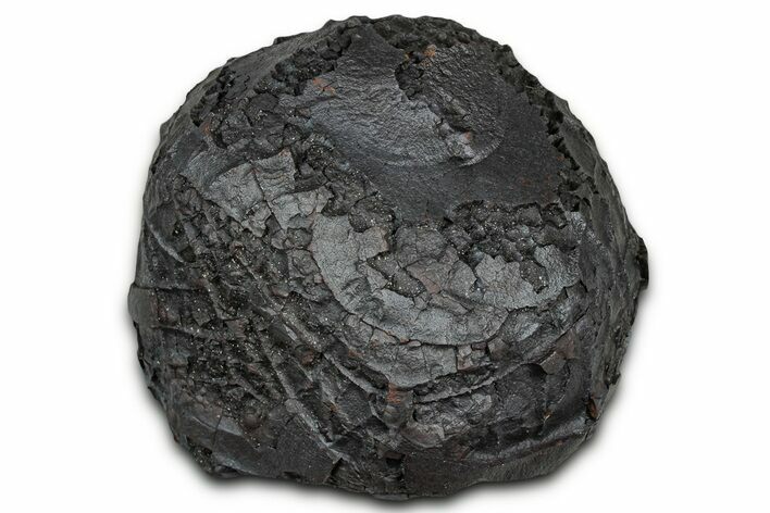 2.9" Dragon Scale Stone (Iron, Manganese, Siderite Nodule) (#330311 ...