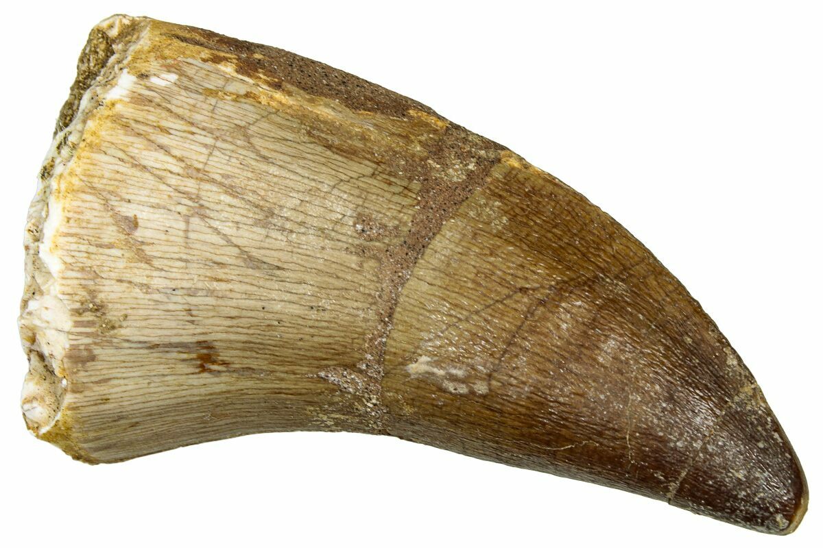 2.2" Fossil Mosasaur (Mosasaurus) Tooth - Morocco (#330237) For Sale ...