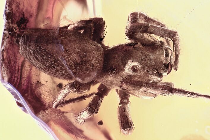 Detailed Fossil Jumping Spider (Salticidae) In Baltic Amber (#330728 ...