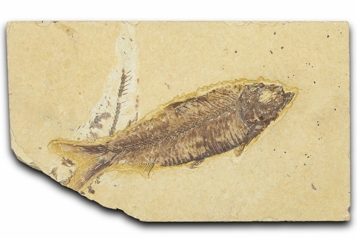 3.6" Detailed Fossil Fish (Knightia) - Wyoming (#330802) For Sale ...