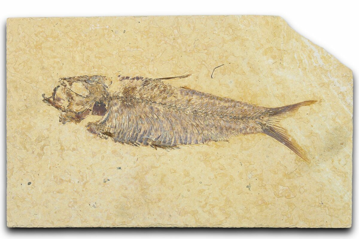 3.9" Detailed Fossil Fish (Knightia) - Wyoming (#330804) For Sale ...