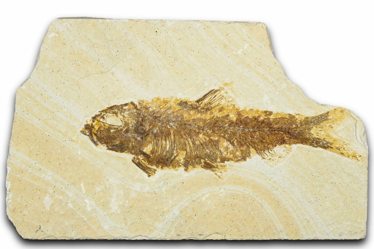 3.7" Detailed Fossil Fish (Knightia) - Wyoming (#330806) For Sale ...