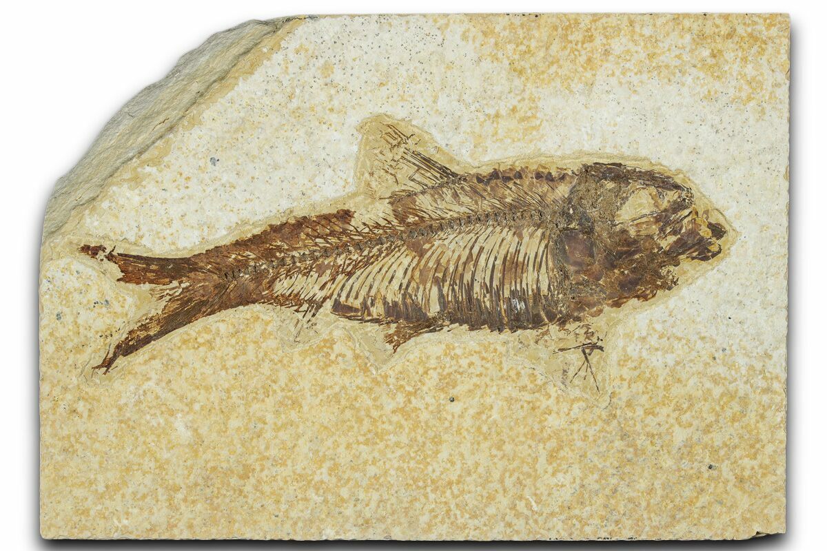 4.25" Detailed Fossil Fish (Knightia) - Wyoming (#330816) For Sale ...
