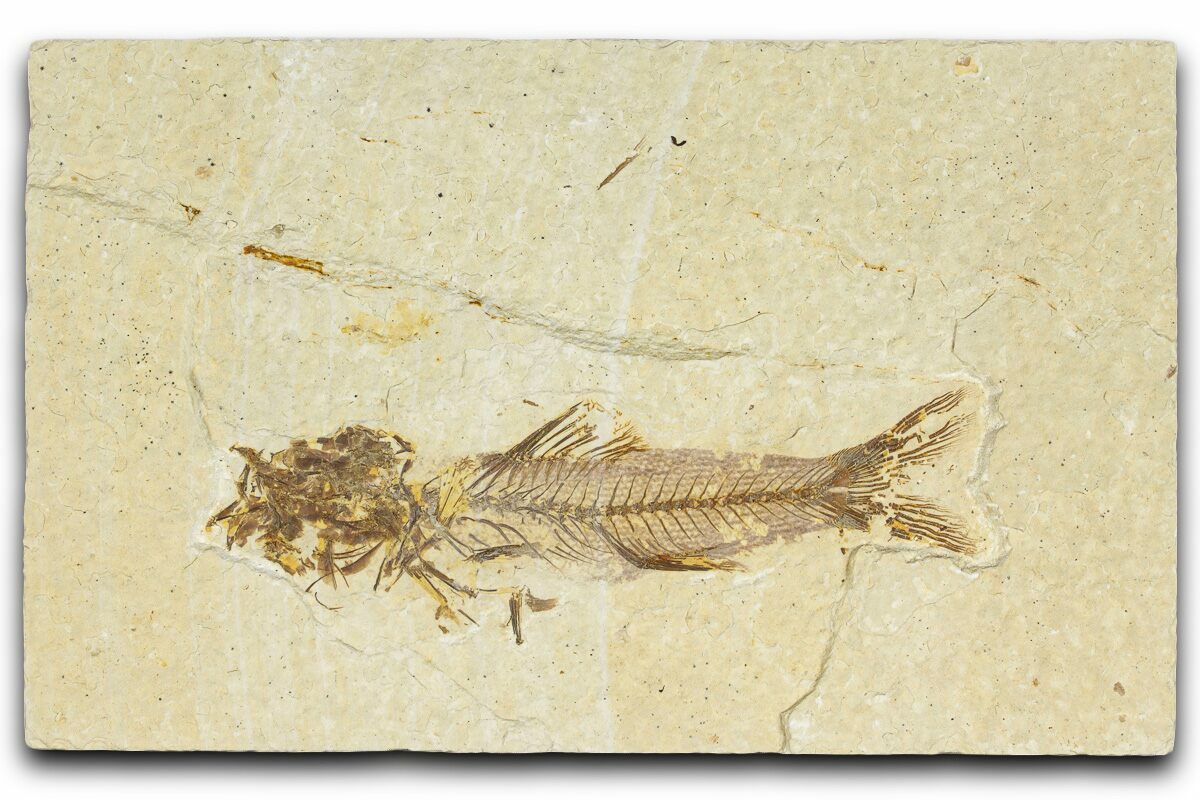 3.2" Fossil Fish (Amphiplaga) - Uncommon Species (#330820) For Sale ...