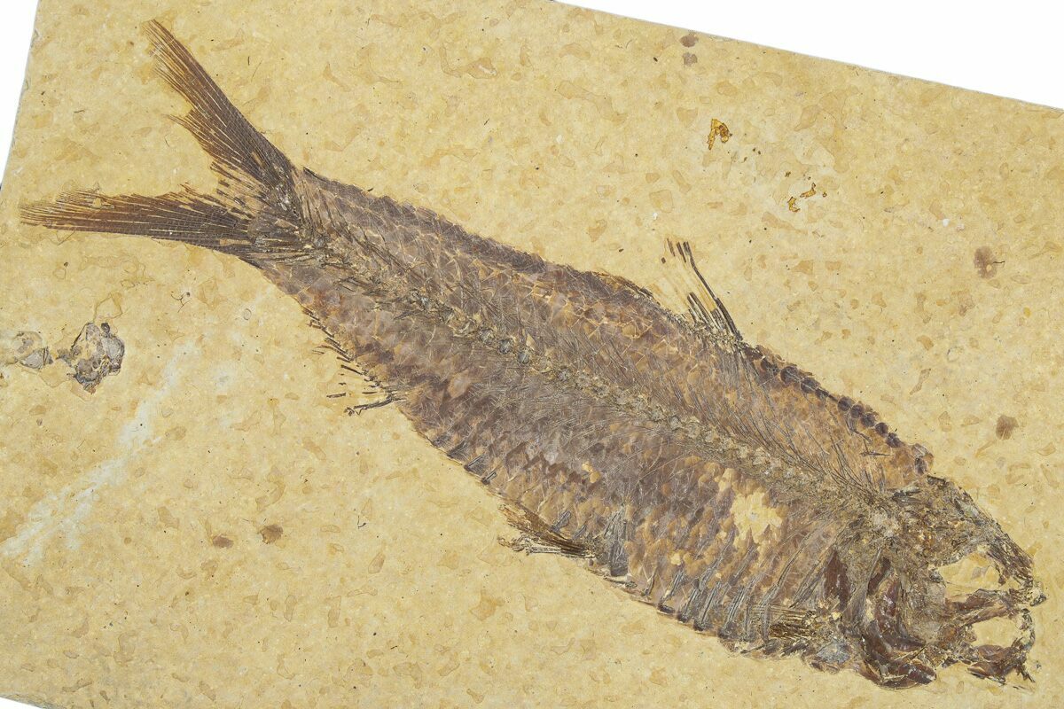 4.4" Detailed Fossil Fish (Knightia) - Wyoming (#330835) For Sale ...