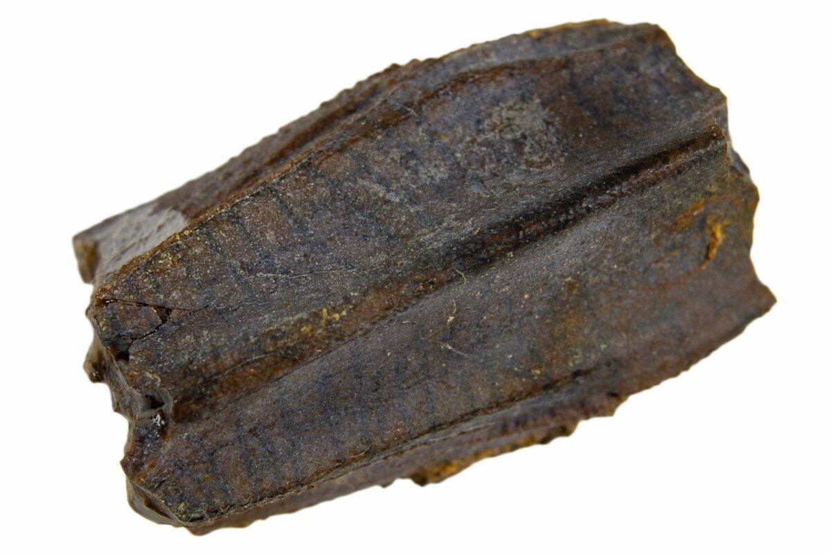 .70" Fossil Hadrosaur (Edmontosaurus) Tooth - Wyoming (#330924) For ...