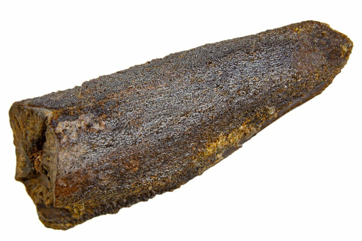 .90" Fossil Hadrosaur (Edmontosaurus) Tooth - Wyoming (#330925) For ...