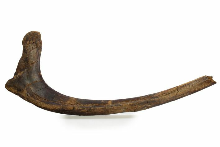 19.2" Hadrosaur (Edmontosaurus) Rib Bone - Wyoming (#330958) For Sale ...