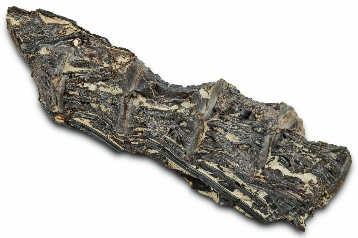 3.4" Ray-Finned Fish (Ichthyodectes) Vertebrae w/ Ribs - Kansas ...