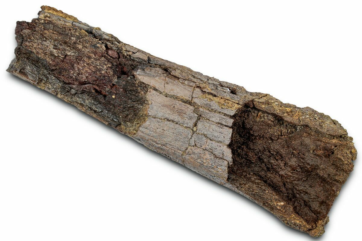 7.3" Fossil Dinosaur Appendage Bone Section - Wyoming (#331011) For ...