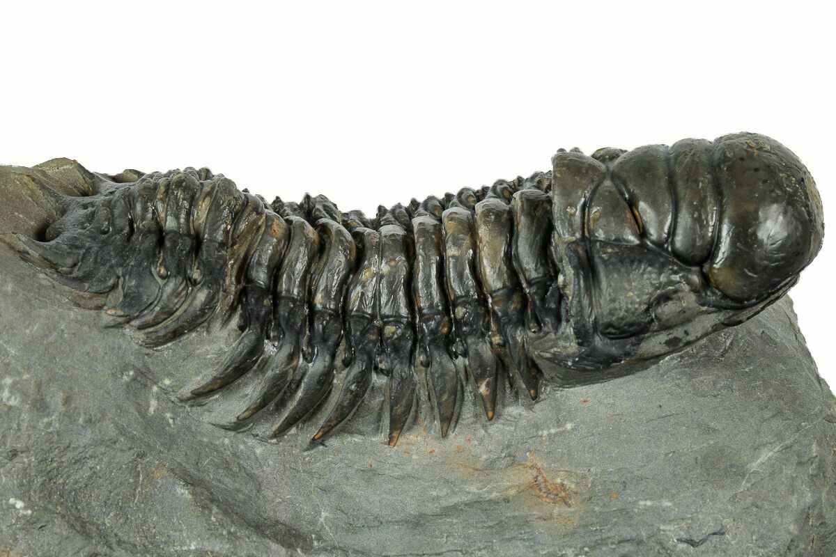 3" Detailed Crotalocephalina Trilobite - Exposed Hypostome (#331014 ...