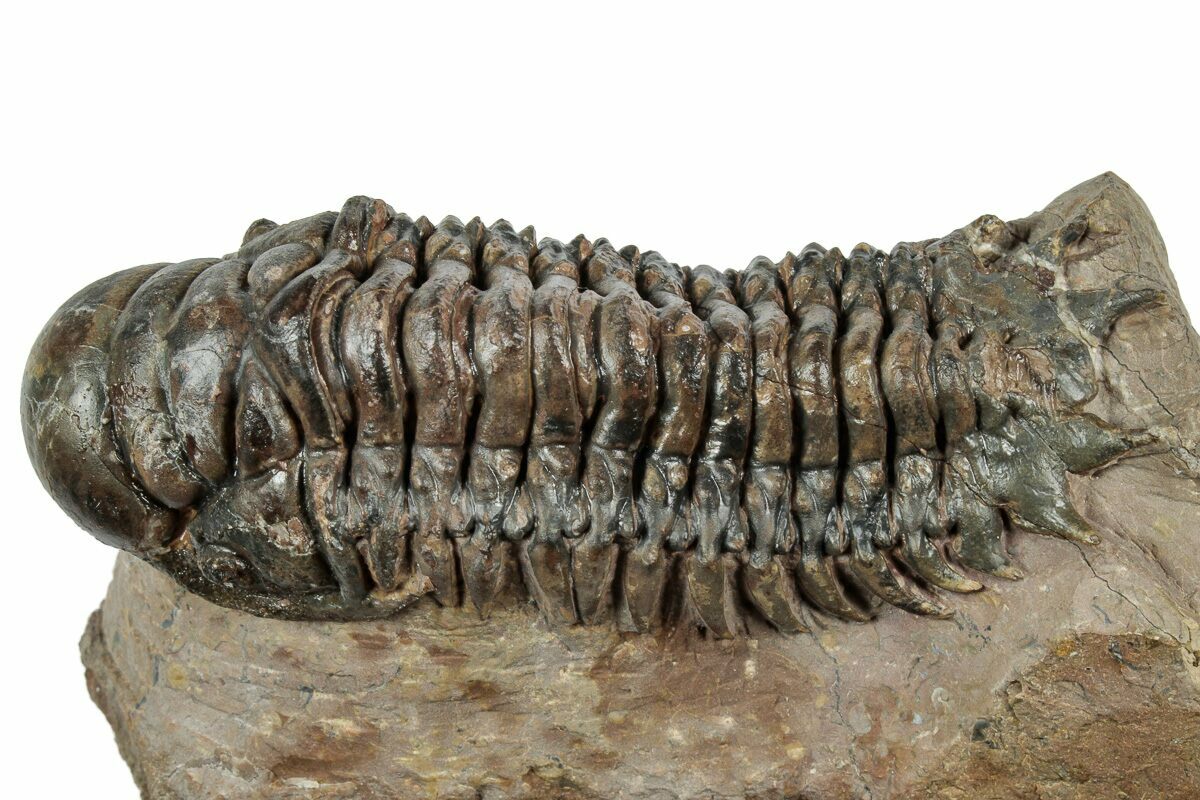 2.9" Detailed Crotalocephalina Trilobite - Atchana, Morocco (#331015 ...