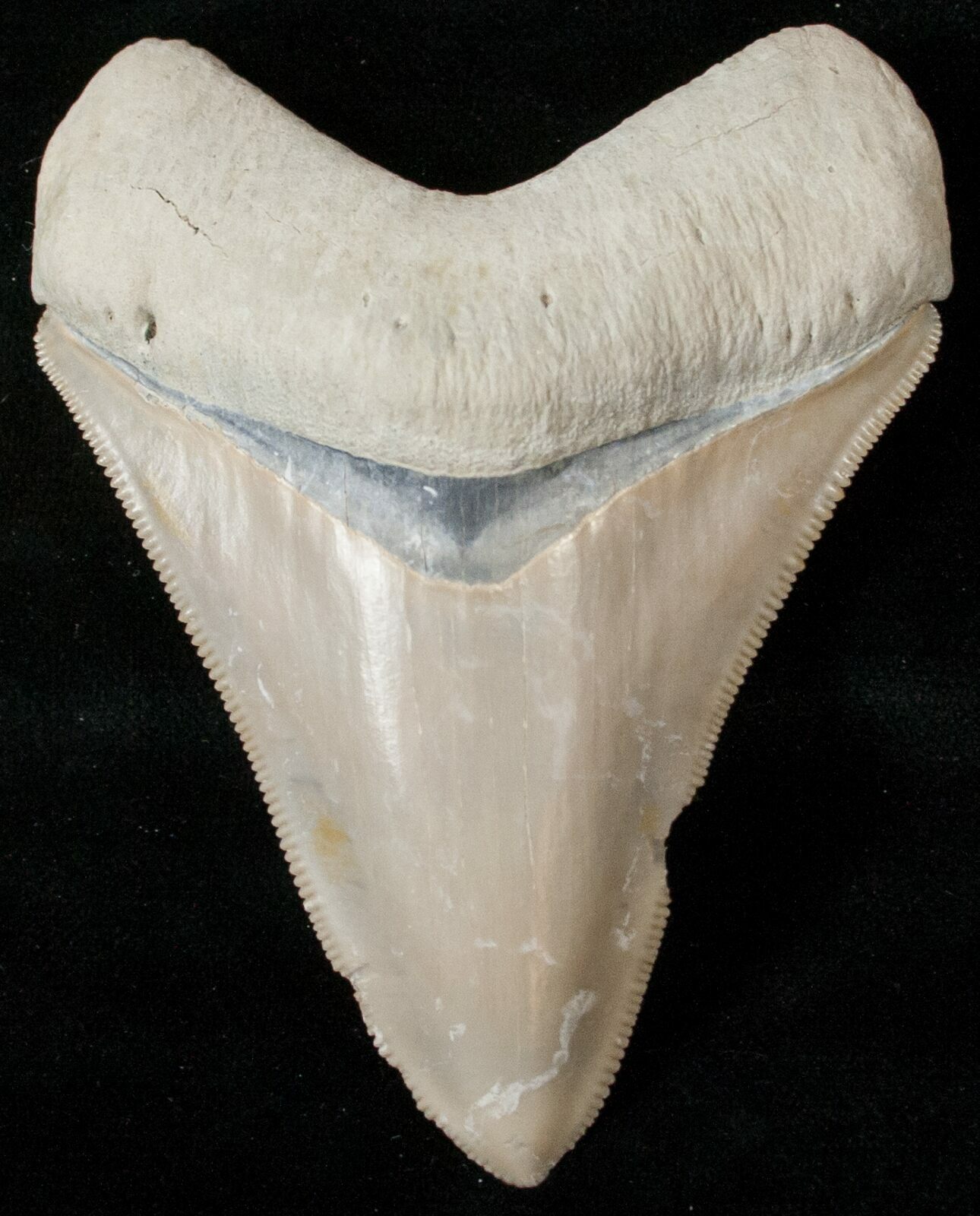 3.15" Serrated Bone Valley Megalodon Tooth (#17988) For Sale ...