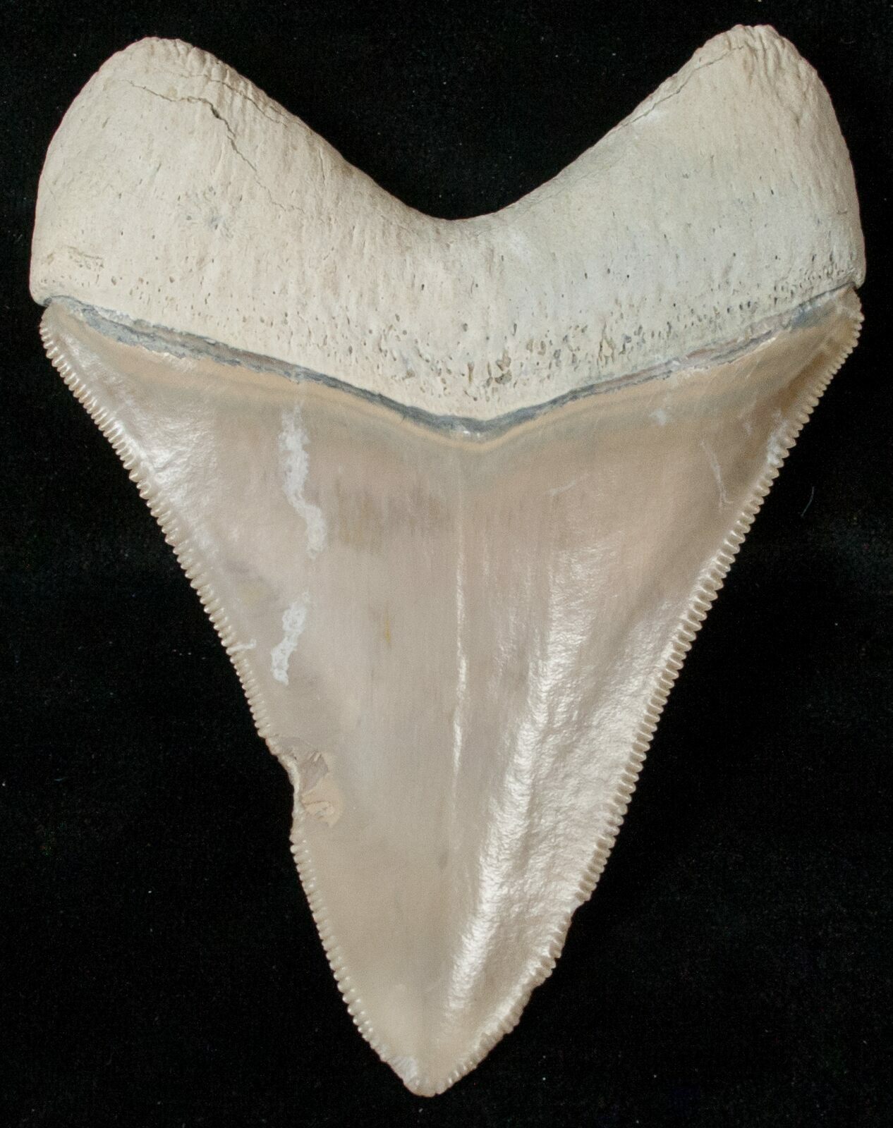 3.15" Serrated Bone Valley Megalodon Tooth (#17988) For Sale ...
