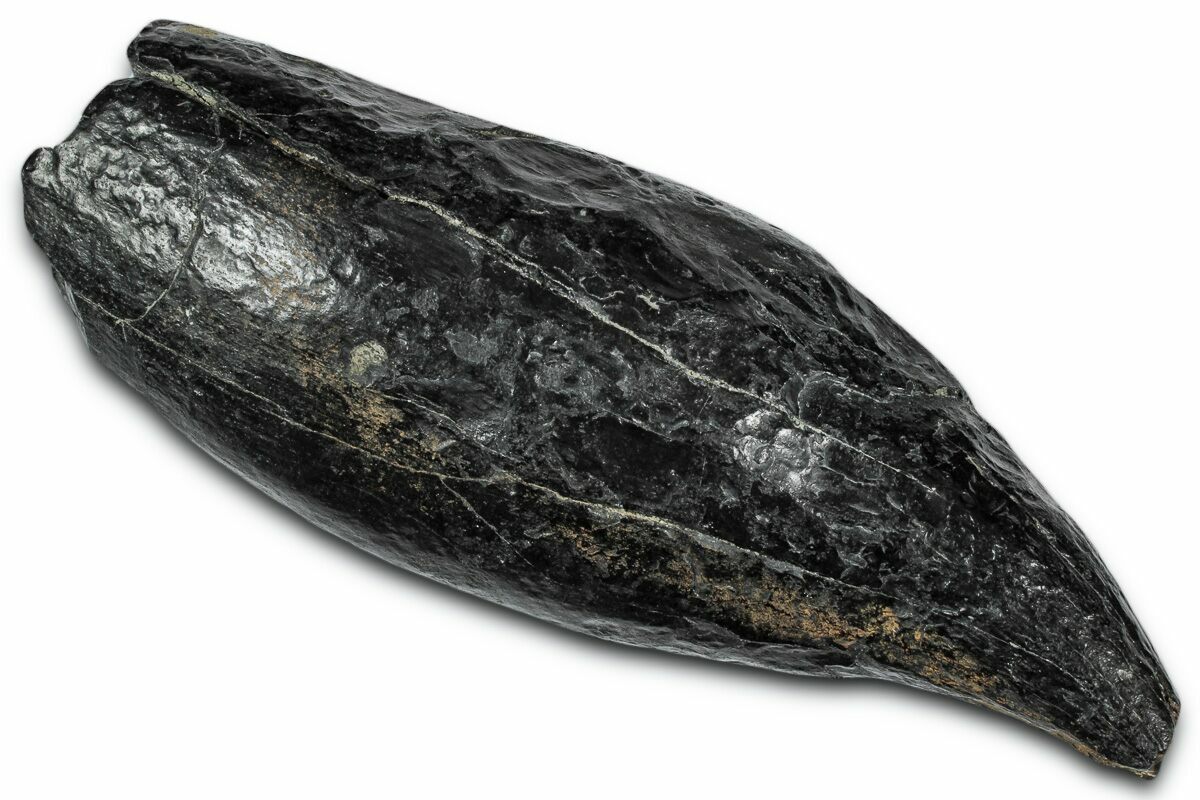 4.5" Fossil Sperm Whale (Scaldicetus) Tooth - South Carolina (#332053 ...
