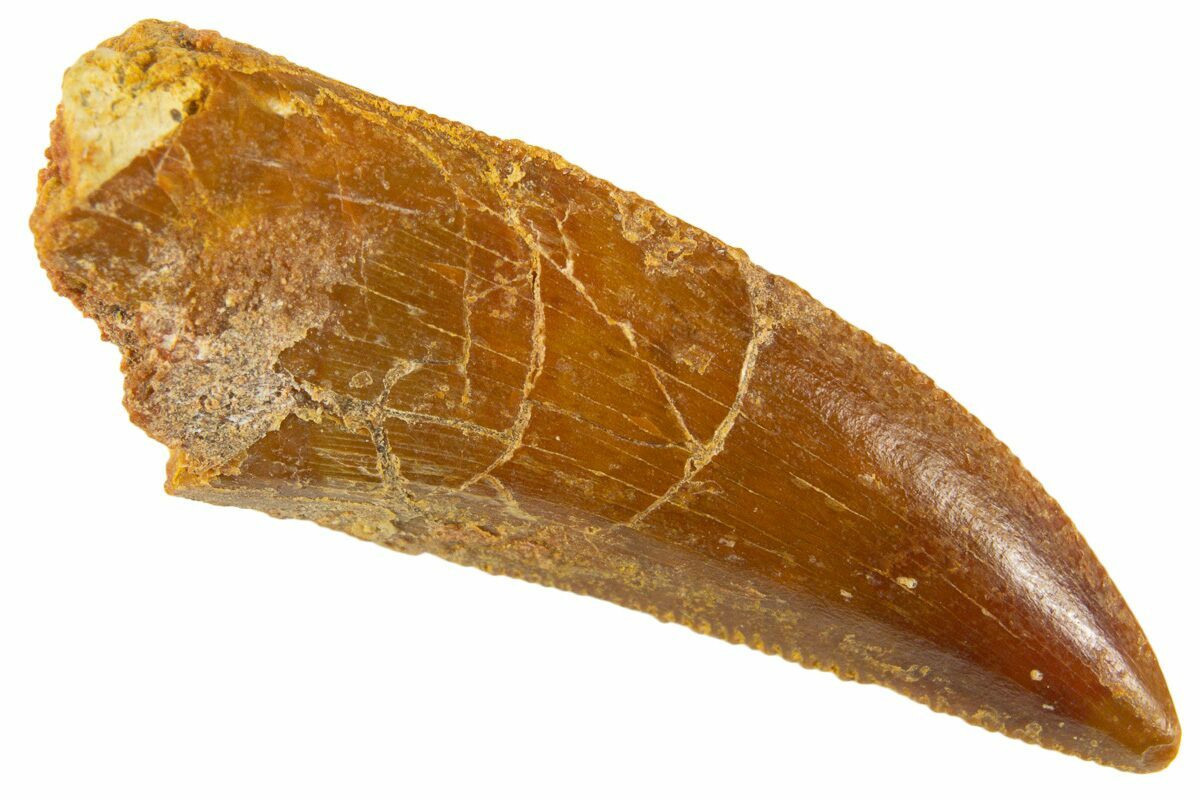 Serrated .93" Raptor Tooth - Real Dinosaur Tooth (#332154) For Sale ...